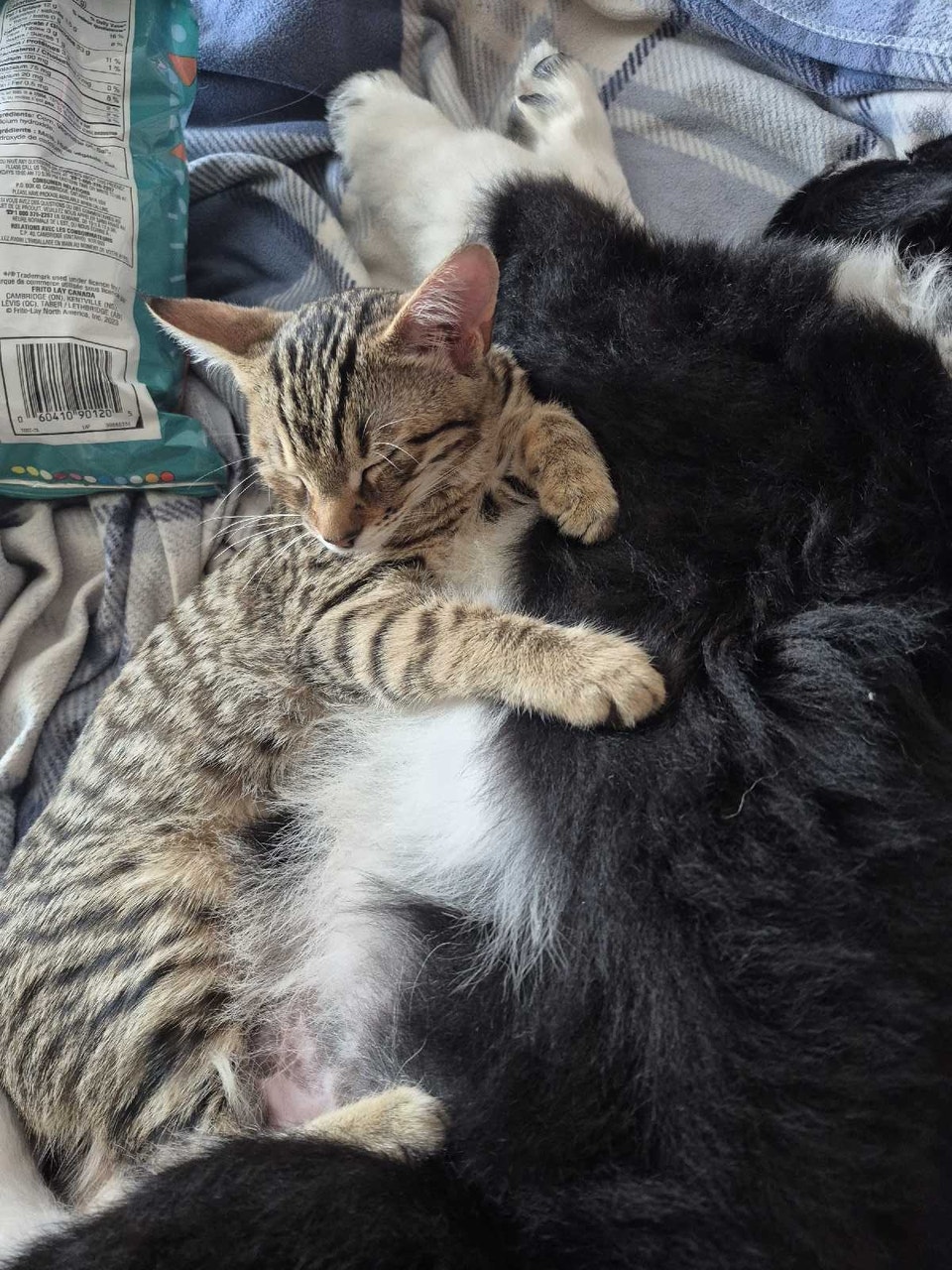 vaccinated kittens | Cats & Kittens for Rehoming | Ottawa | Free local ...