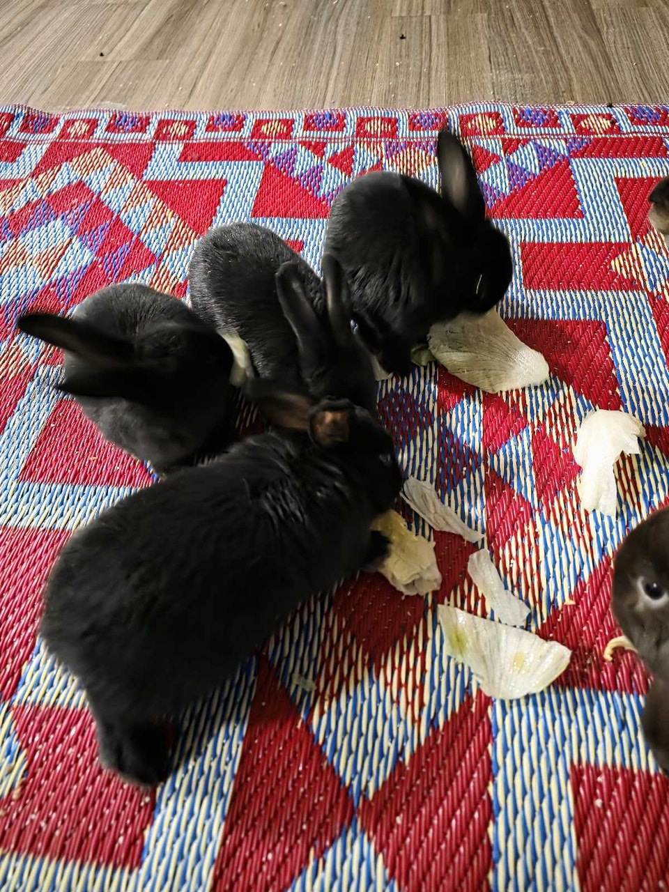 cute bunnys | Small Animals for Rehoming | Winnipeg | Free local ...