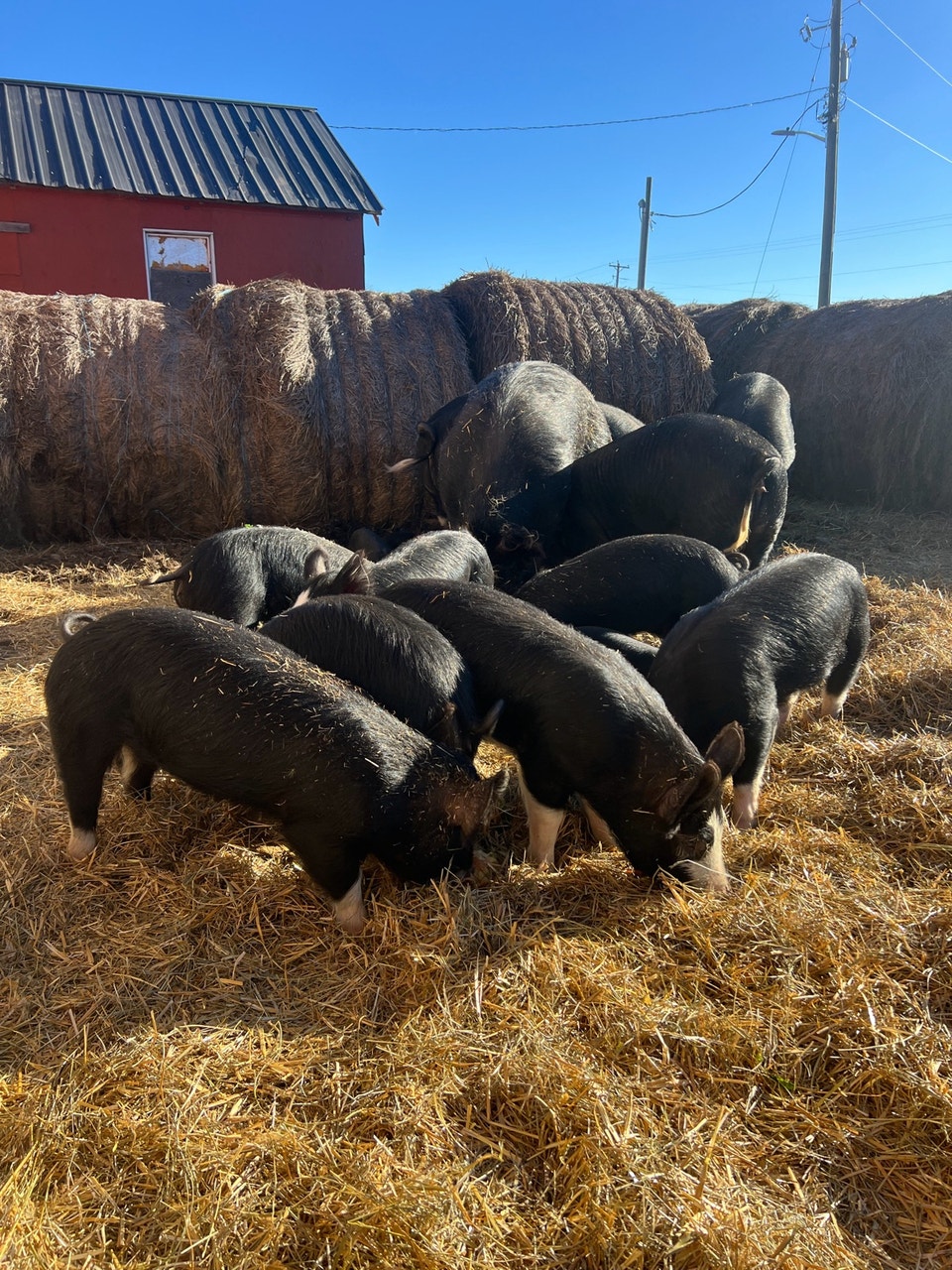 Berkshire Gilts (5 months) | Livestock | Winnipeg | Free local ...