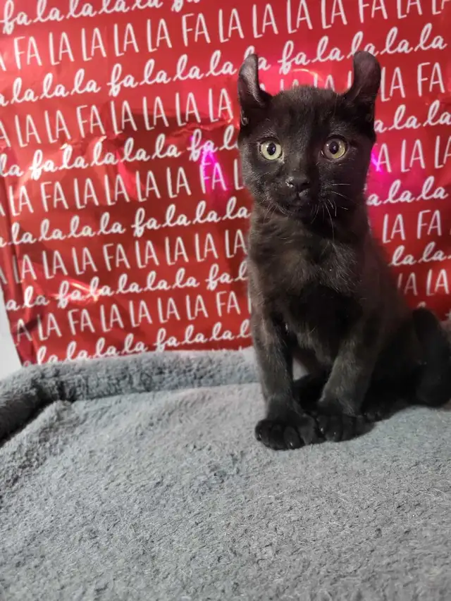 magnifique chatton highland lynx pure race | Cats & Kittens for ...