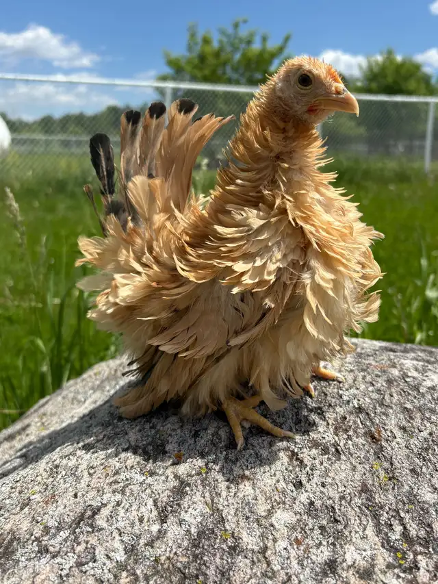 Poule serama Buff début ponte lisse et frisée micro | Livestock ...