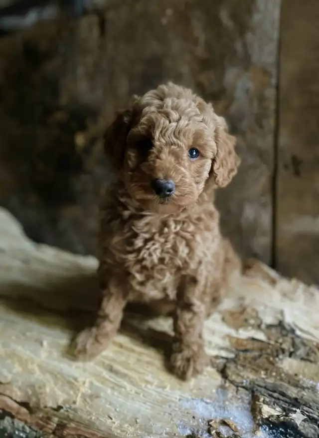 mini cockapoo ( toy poodle x cockapoo) chiot puppy | Dogs & Puppies for ...