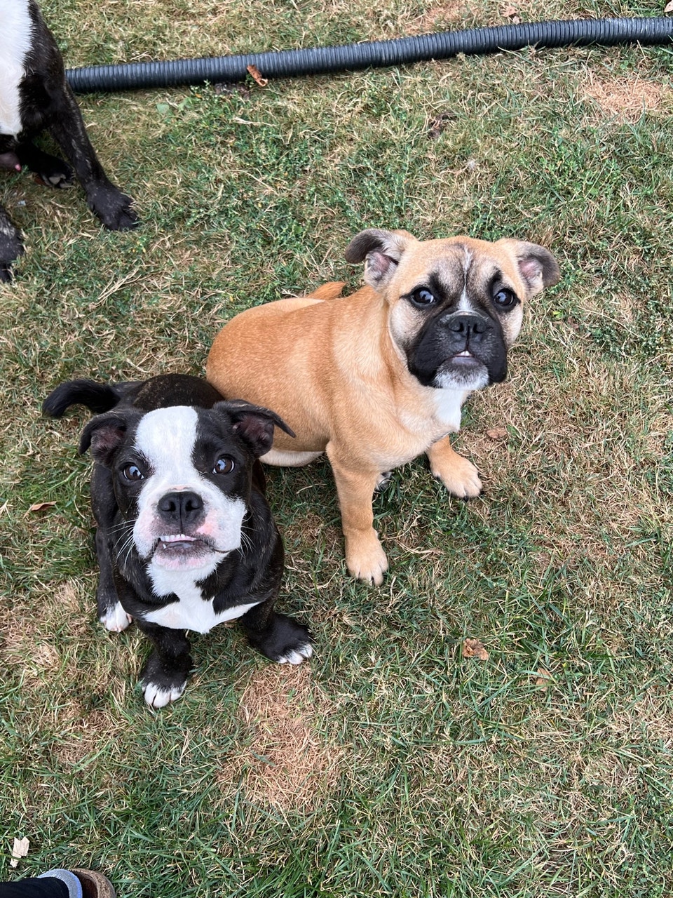 English Bulldog, Olde English Bulldogge mix | Dogs & Puppies for ...