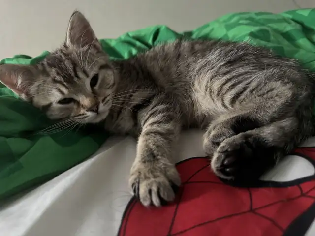 chats à donner – Ensemble seulement – GRATUIT – Doit partir | Cats ...