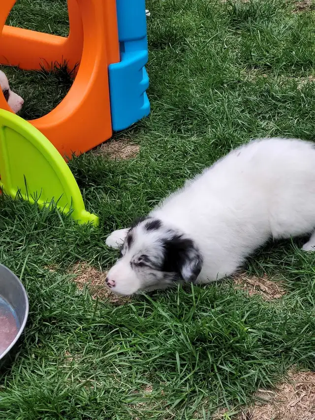 CBCA registered border-collies | Dogs & Puppies for Rehoming | Pembroke ...