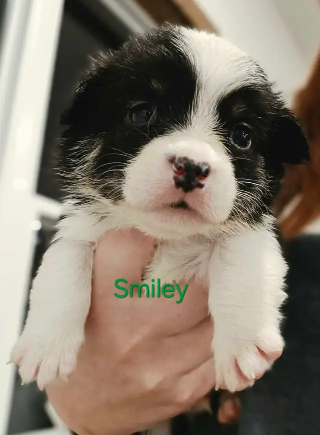 Chiots corgis | Dogs & Puppies for Rehoming | Victoriaville | Free ...