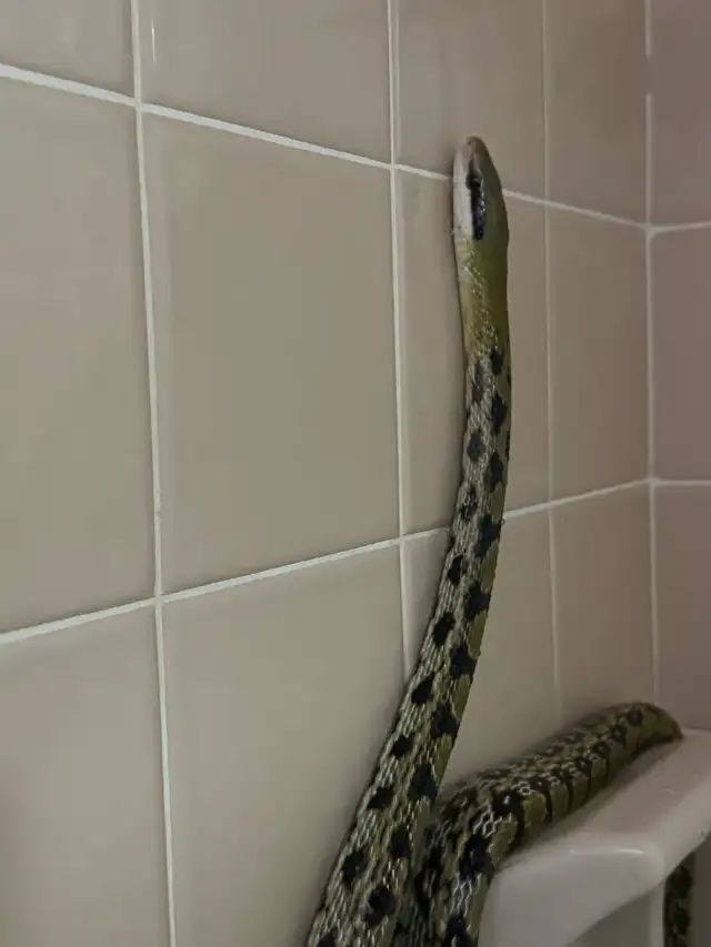 Taiwan beauty rat snake (f) w tank | Reptiles & Amphibians for Rehoming ...