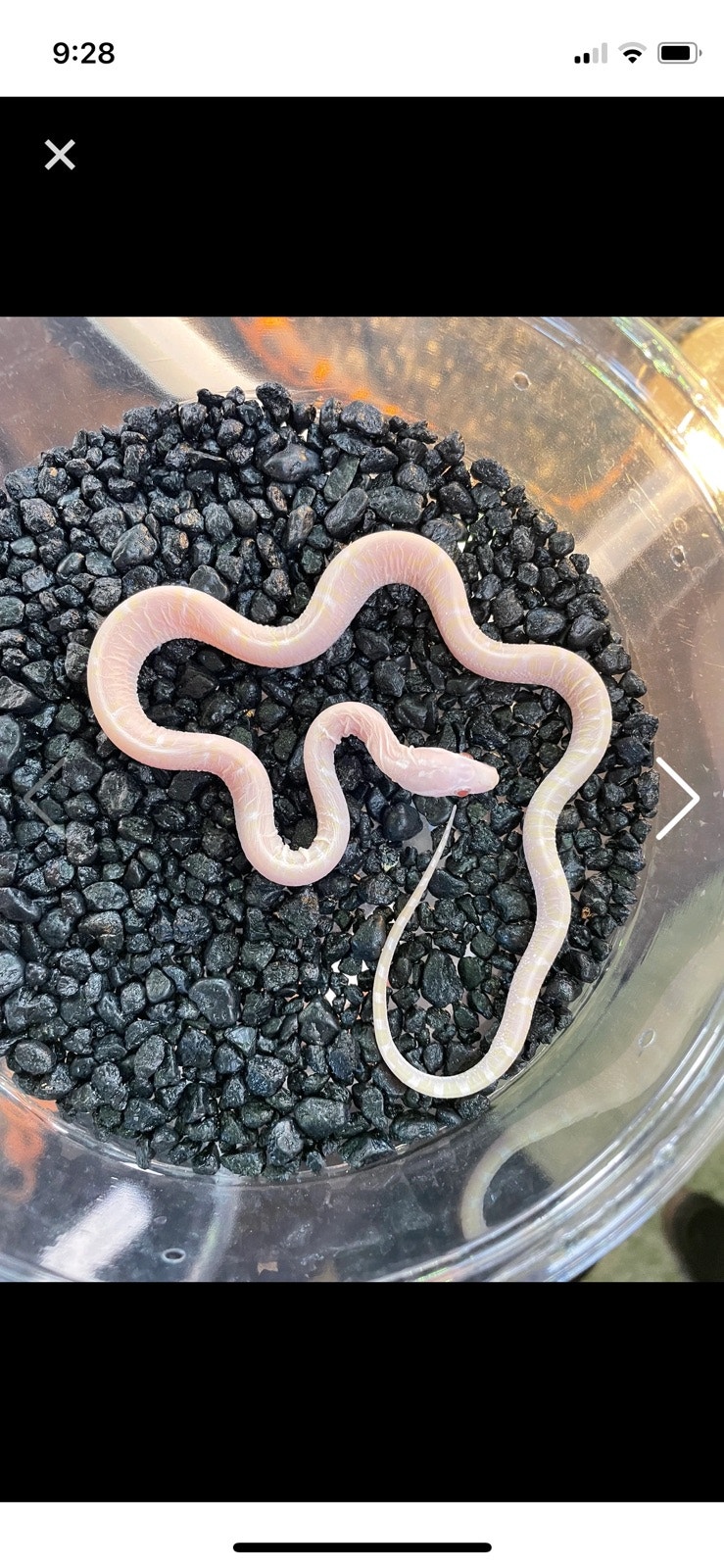 15% OFF Hatchling Scaleless Cornsnakes | Reptiles & Amphibians for ...