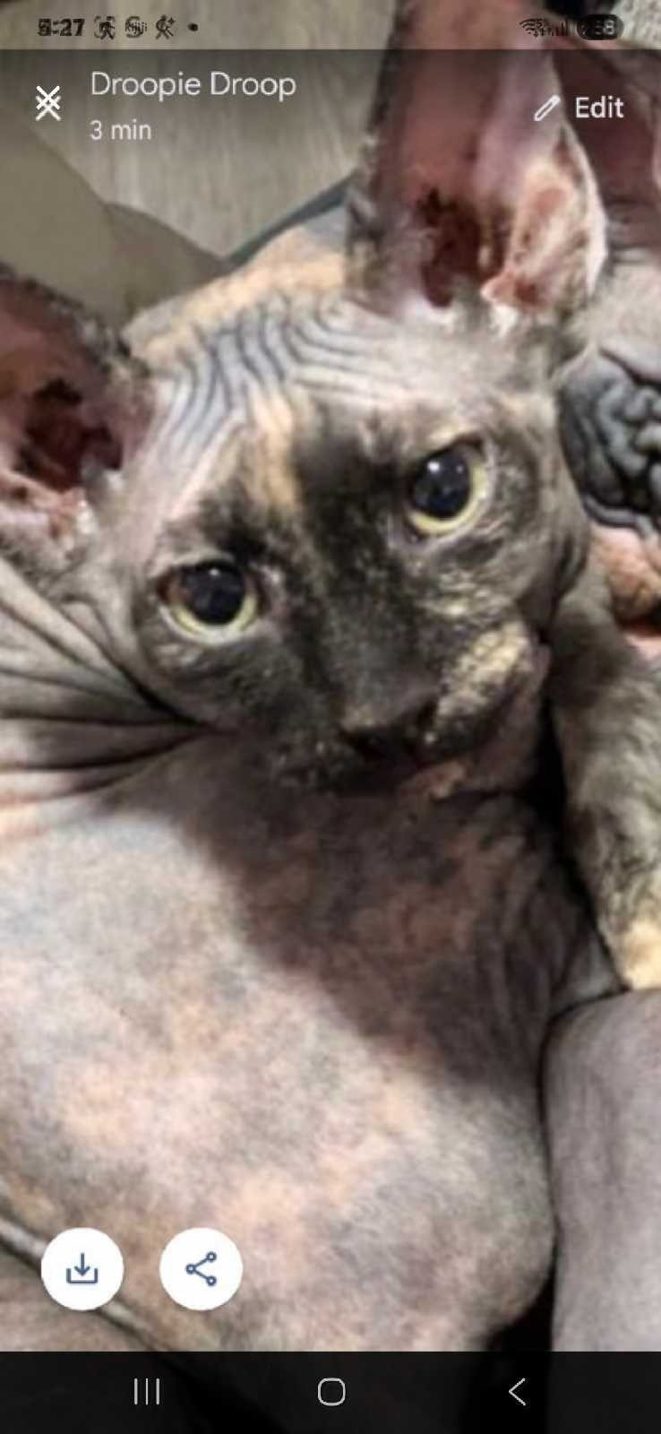 CHRISTMAS SALE ONLY 2 LEFT ONE GIRL ONE BOY | Cats & Kittens for ...