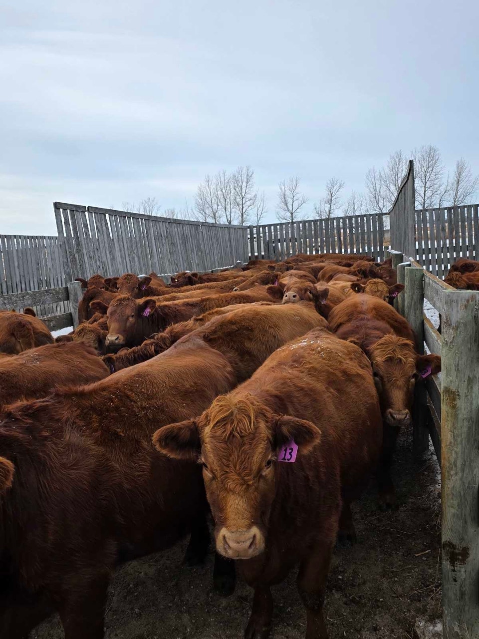 Premium Red Angus X Bred Heifers | Livestock | Lloydminster | Free ...