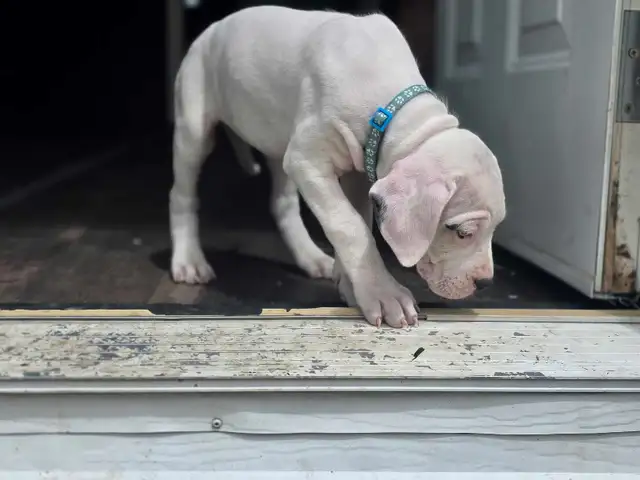 Dogo Argentino puppies - 1 FEMALE left | Dogs & Puppies for Rehoming ...