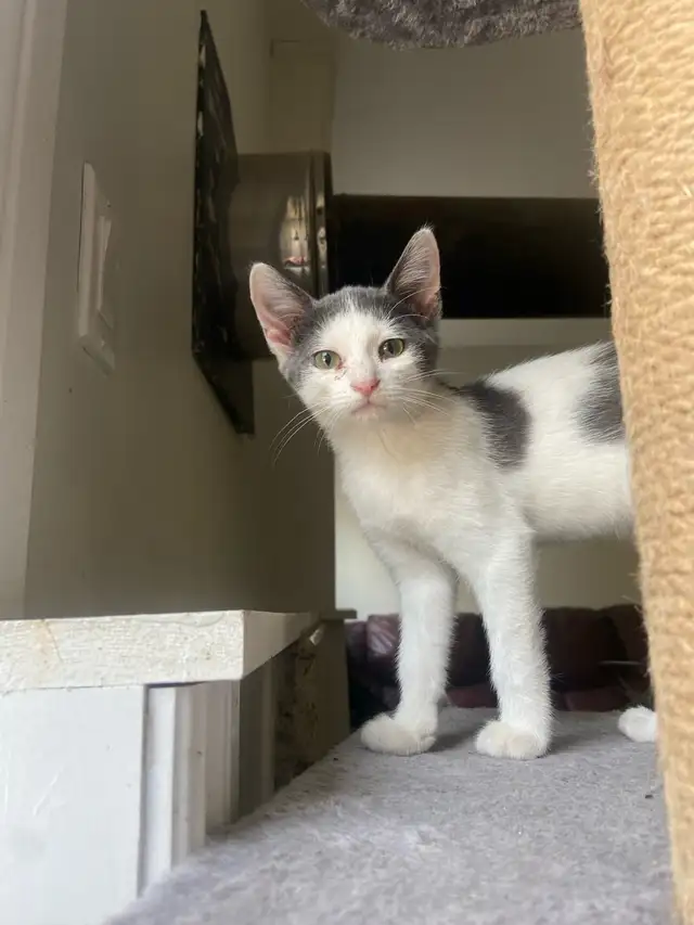 2 Female kittens | Cats & Kittens for Rehoming | Kingston | Free local ...