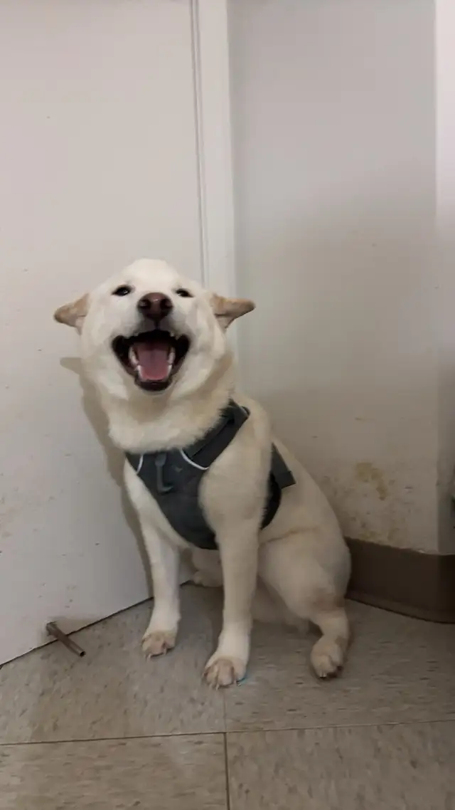 Shiba Inu | Dogs & Puppies for Rehoming | City of Montréal | Free local ...