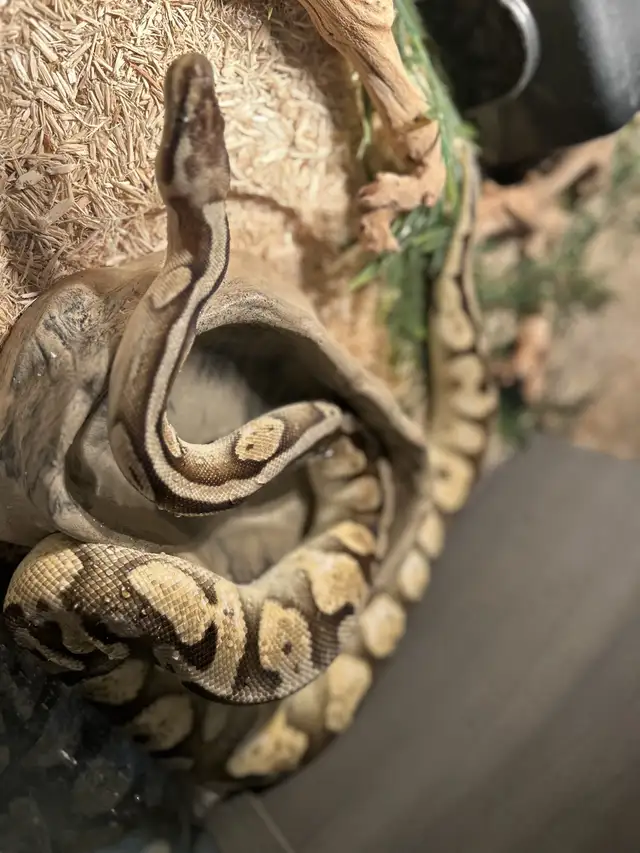 PROVEN BREADER!! female pastel calico ball python | Reptiles ...