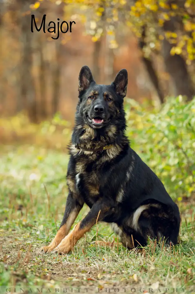 GERMAN SHEPHERD PUPPIES - MALES AND FEMALES AVAILABLE! | Dogs & Puppies ...