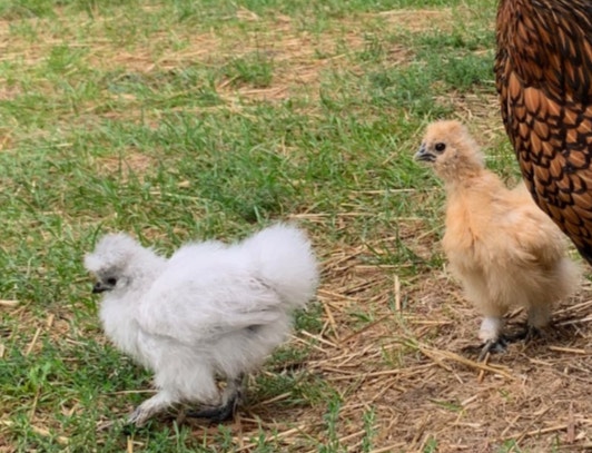 2 young Silkies | Livestock | Markham / York Region | Free local ...