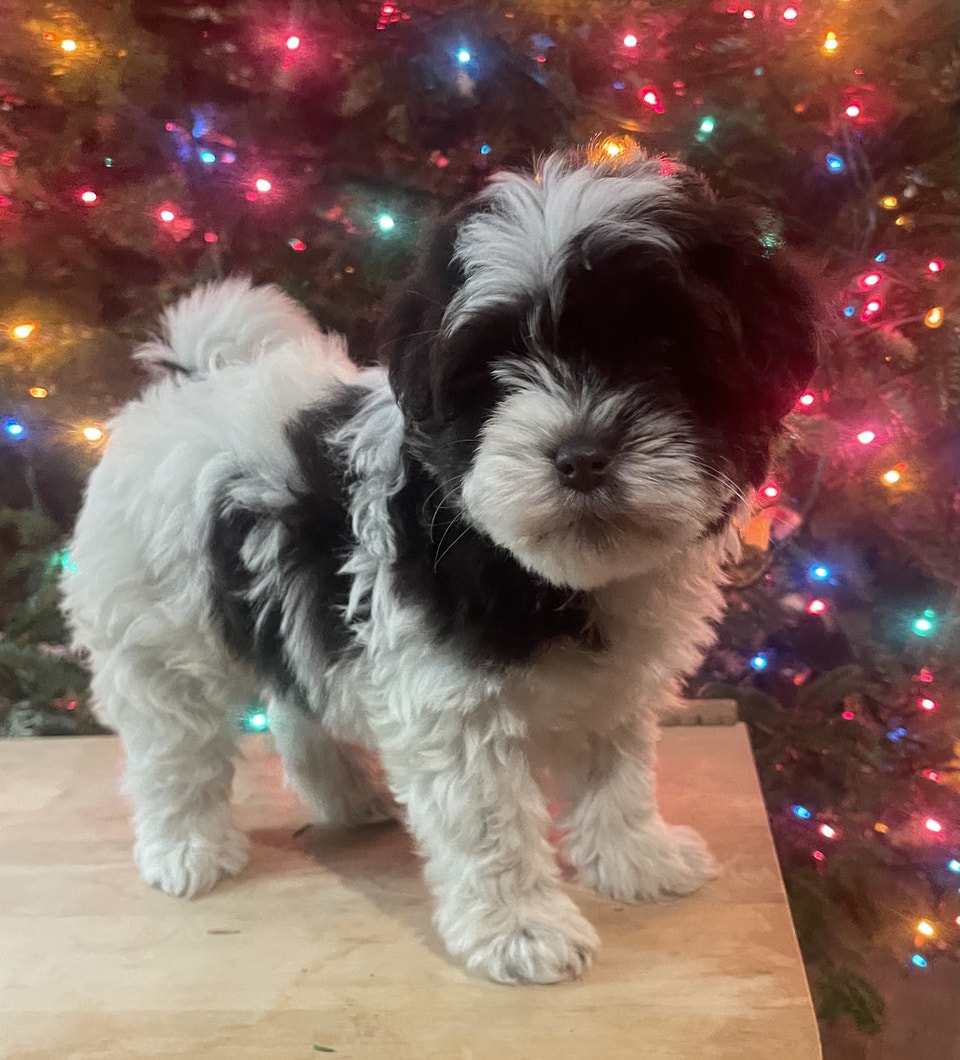 Adorable Toy and Miniature Schnauzer Puppies | Dogs & Puppies for ...