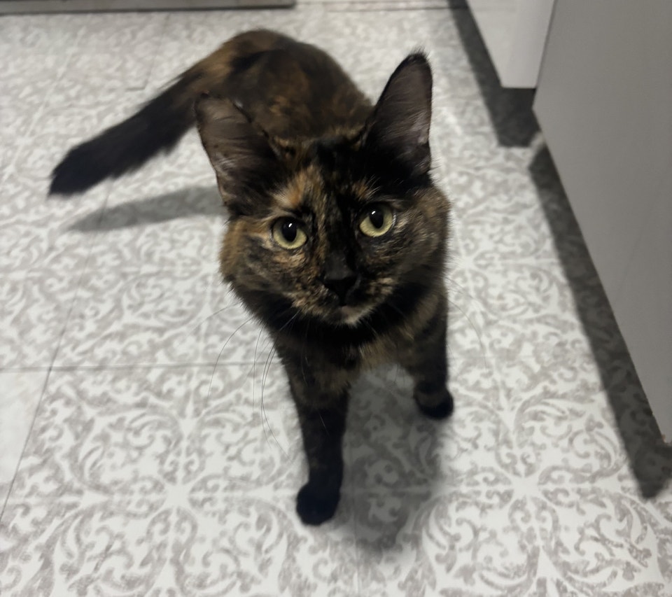 female tri color cat | Cats & Kittens for Rehoming | Delta/Surrey ...