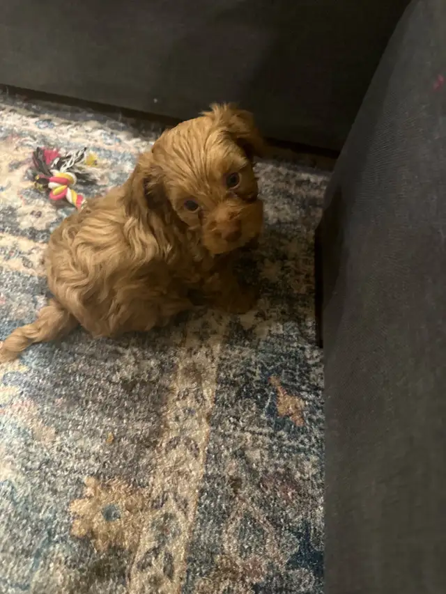 Teddy Bear Maltipoo | Dogs & Puppies for Rehoming | Delta/Surrey ...