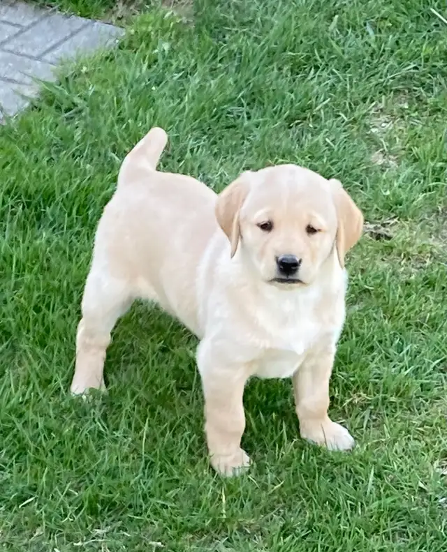 Lab / Retriever Puppies | Dogs & Puppies for Rehoming | Kitchener ...