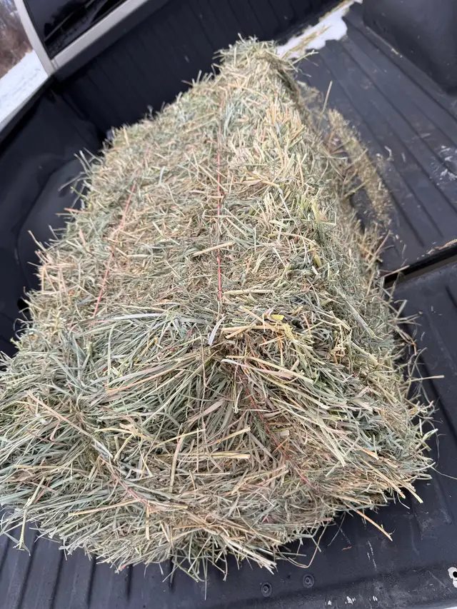 Premium 2nd cut grass alfalfa mix hay | Livestock | Vernon | Free local ...