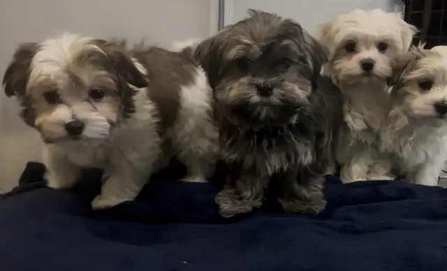 Adorable Havanese Puppies with first shots | Dogs & Puppies for ...