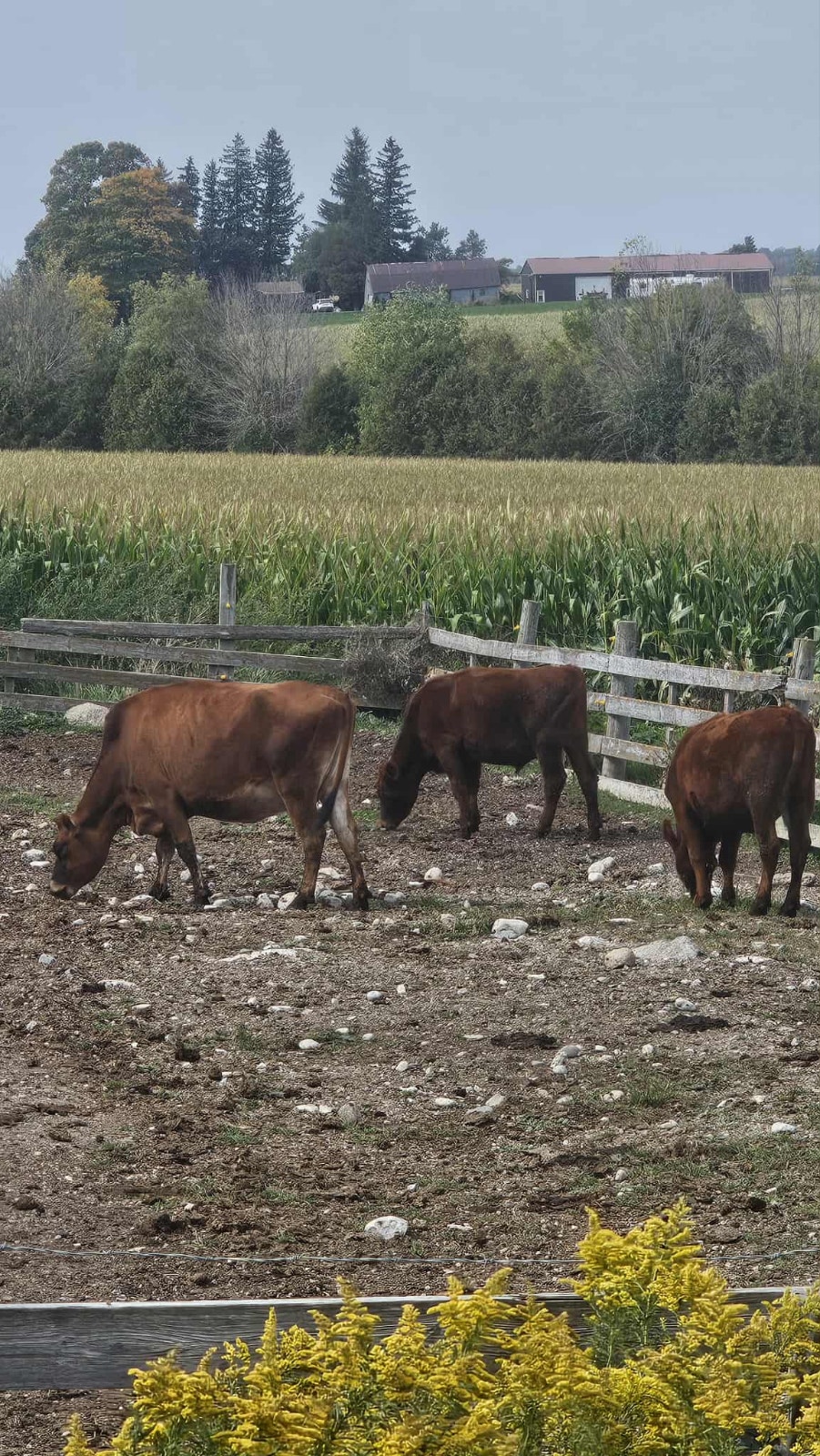 Selling our Jersey cow and 3 Jersey Red Angus Cross | Livestock ...
