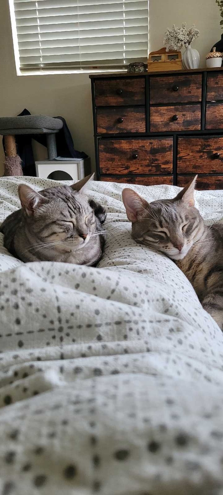 2 chats Bengales à adopter | Cats & Kittens for Rehoming | City of ...