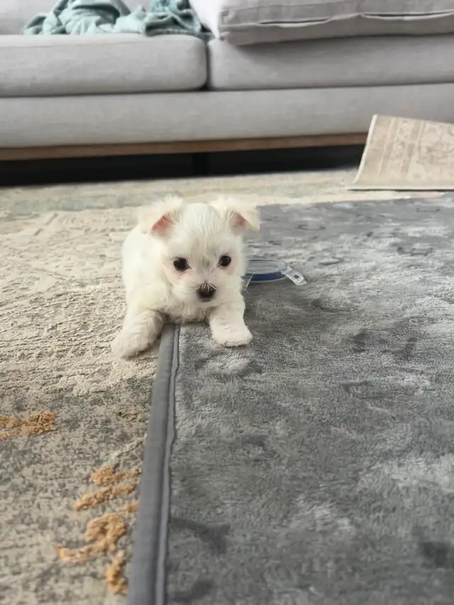 ***Maltese Female Puppy *** one left | Dogs & Puppies for Rehoming ...