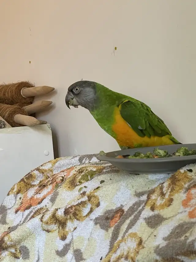 Best friend Sweet tamed YouYou du Senegal parrot for male owner | Birds ...