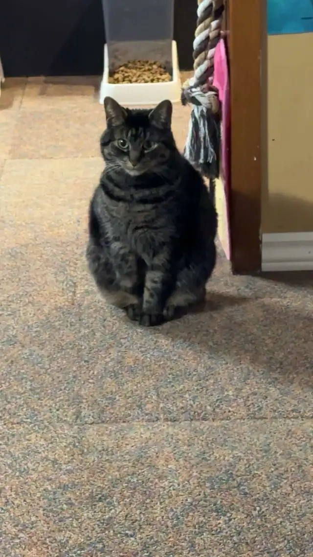 Rehoming 2 cats | Cats & Kittens for Rehoming | Summerside | Free local ...