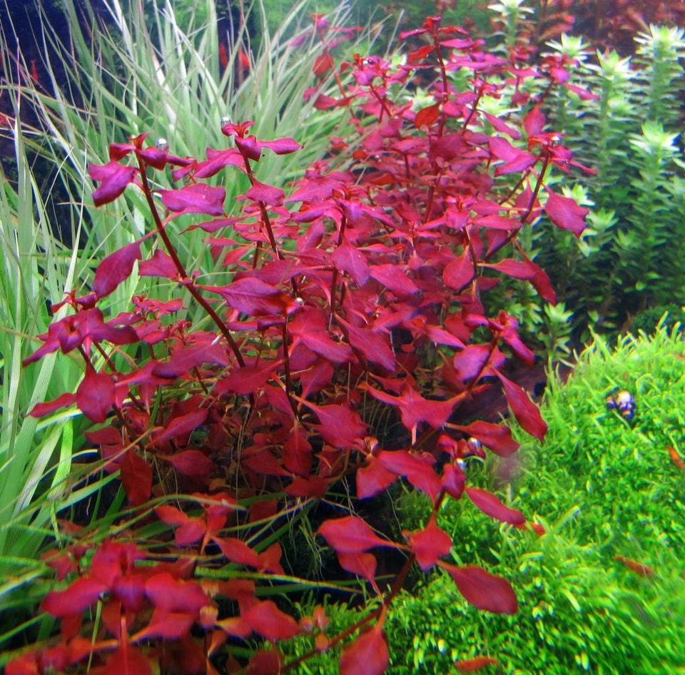 Aquarium Plants Ludwigia Palustris Super Red. | Fish for Rehoming ...