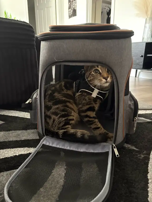 kitty for rehoming | Cats & Kittens for Rehoming | London | Free local ...