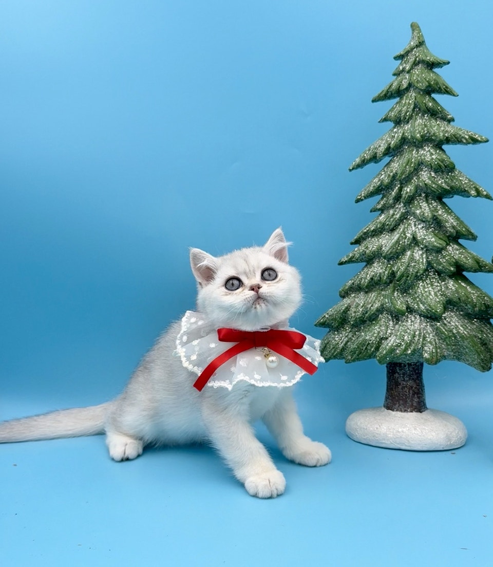 Purebred British Shorthair Kittens | Cats & Kittens for Rehoming ...