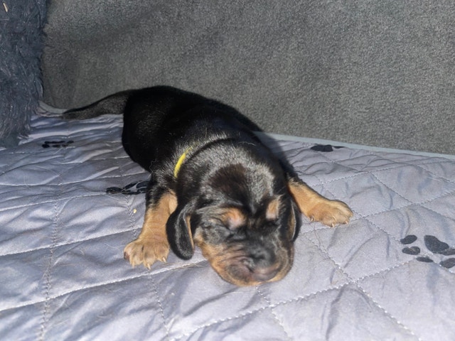 Bloodhound / redbone coonhound (majestic treehound) puppies! | Dogs ...