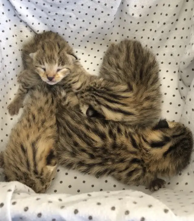 Savannah F2HP WOW (liste d’attente)naissance février 2026 | Cats ...