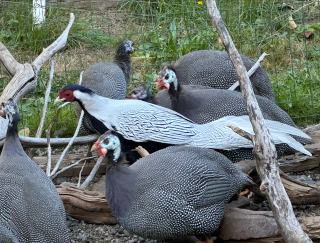 Pheasants, Peacocks, Mandarin Ducks, Guineas & Australorps | Livestock ...