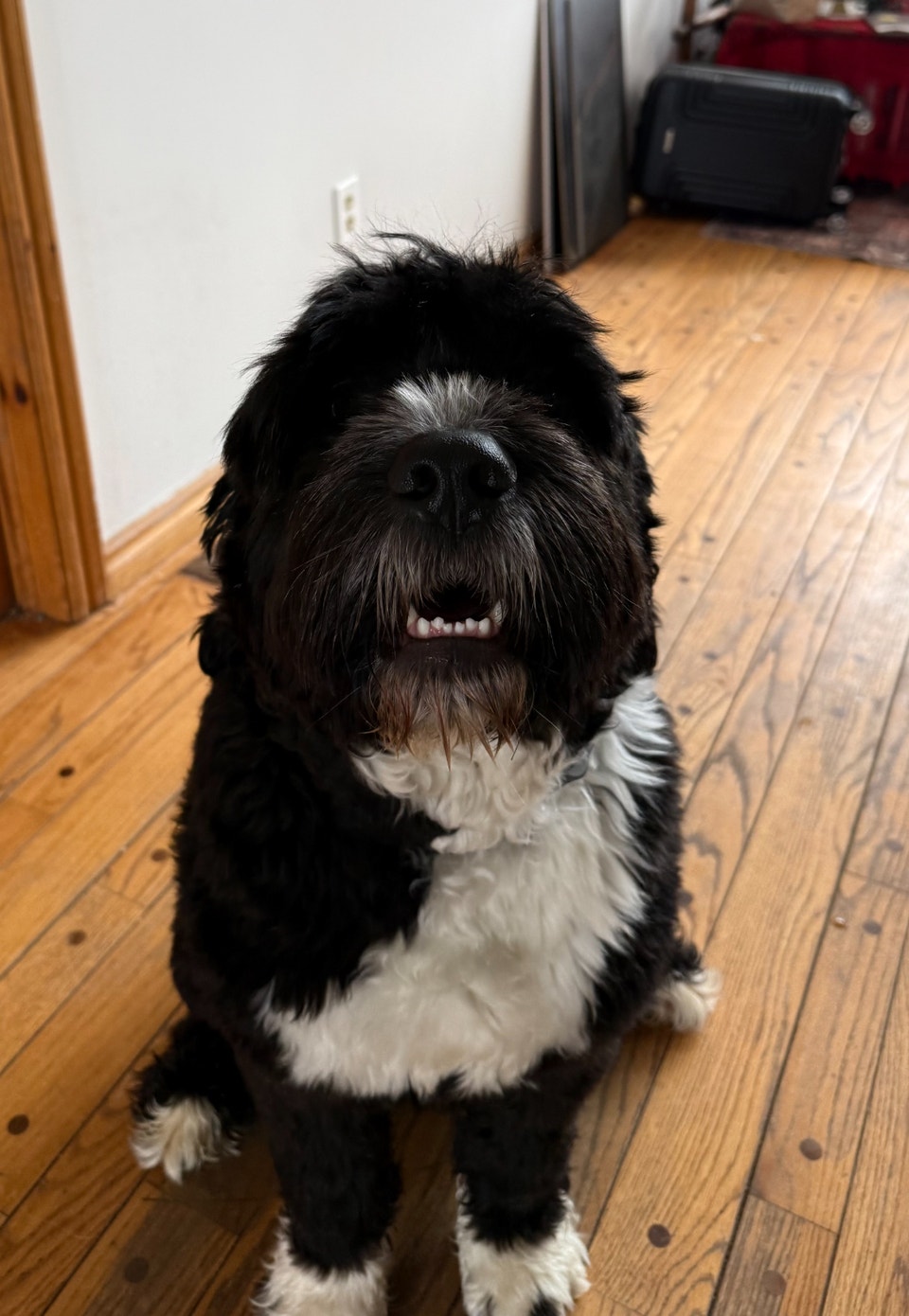 Portuguese Water Dog Mix | Dogs & Puppies for Rehoming | Barrie | Free ...
