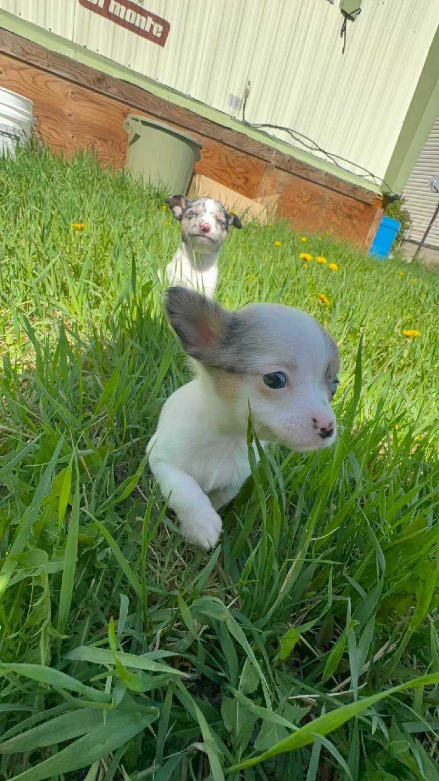 4 Adorable Merle Chihuahua Puppies | Dogs & Puppies for Rehoming ...