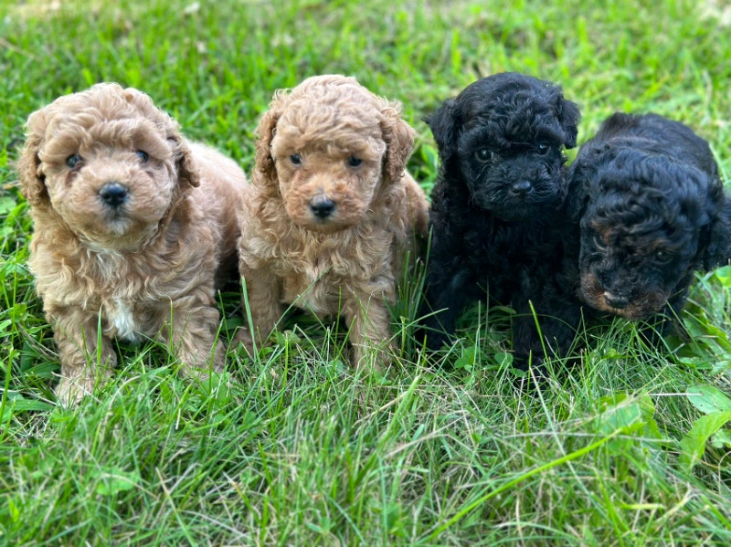 Toy poodle puppies apricot and black from $999 | Dogs & Puppies for ...