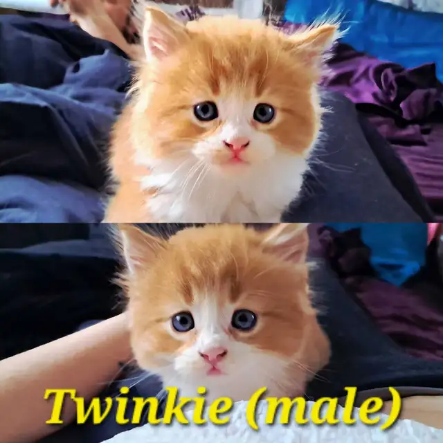 *PENDING PICKUP* Maine Coon x Norwegian Forest Cat kittens | Cats ...