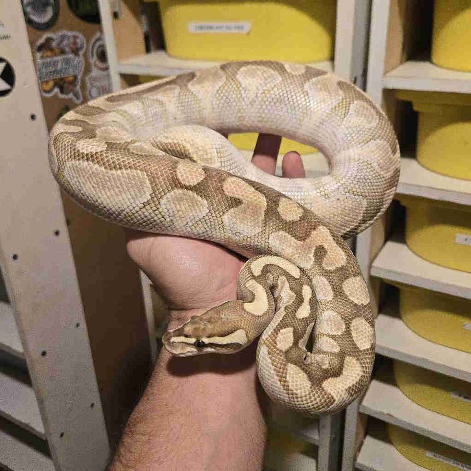 Ball Python For Rehoming | Reptiles & Amphibians for Rehoming | Calgary ...