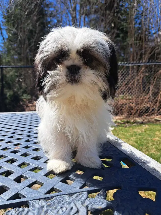 Shih-tzu | Dogs & Puppies for Rehoming | Sherbrooke | Free local ...