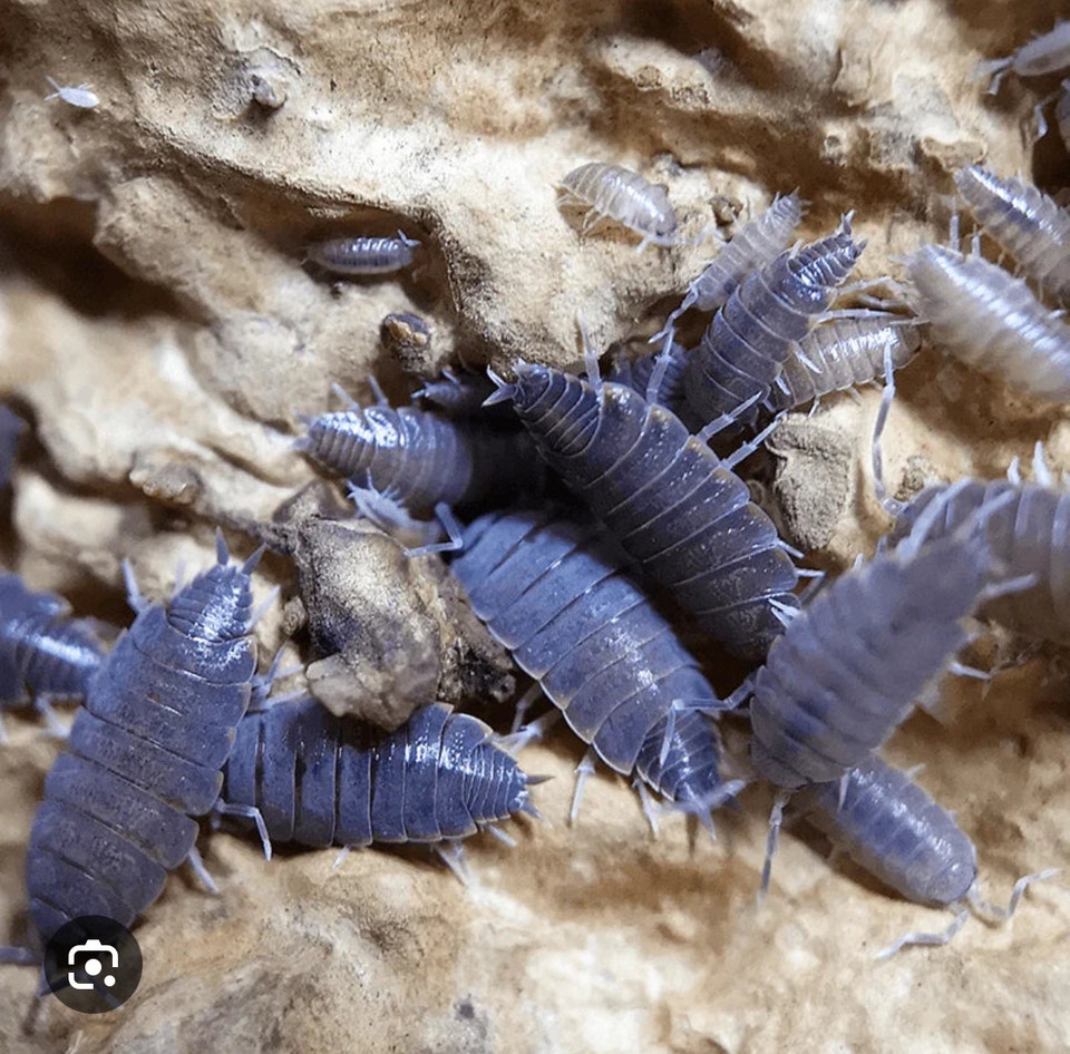 Powder Blue Isopods! | Reptiles & Amphibians for Rehoming | Calgary ...