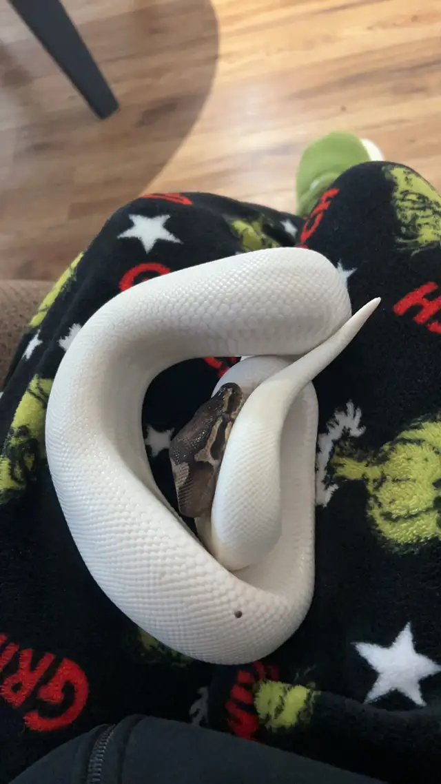 Male pied ball python | Reptiles & Amphibians for Rehoming | St. Albert | Free local classifieds ...
