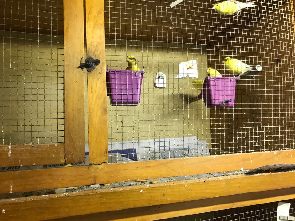 German Roller Canary | Birds for Rehoming | Ottawa | Free local ...