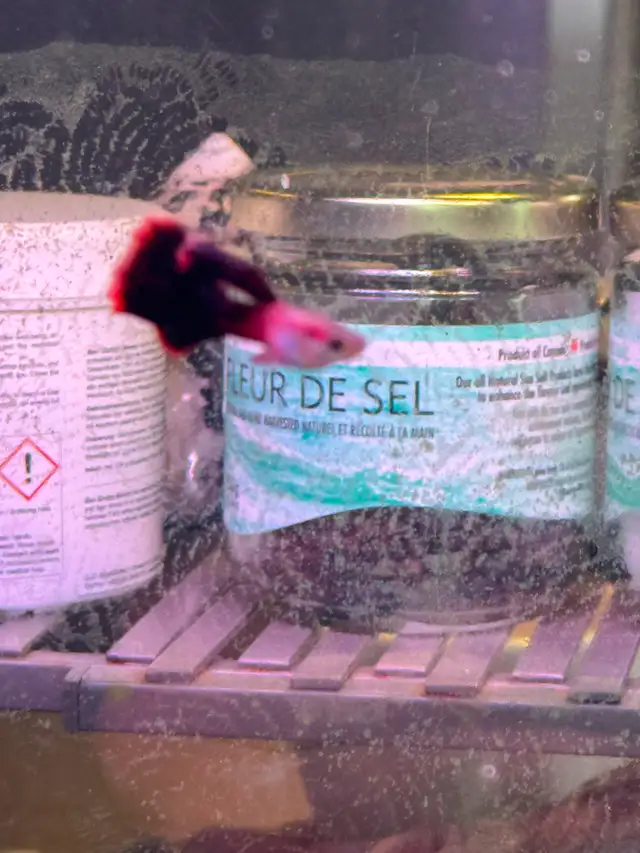 AAA grade red Mahogany guppies for sale in Scarborough | Fish for ...