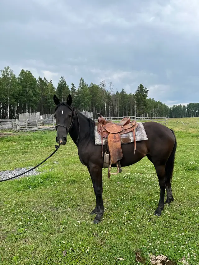 Leader of the Pack -Quarter Horse Mare | Horses & Ponies for Rehoming ...