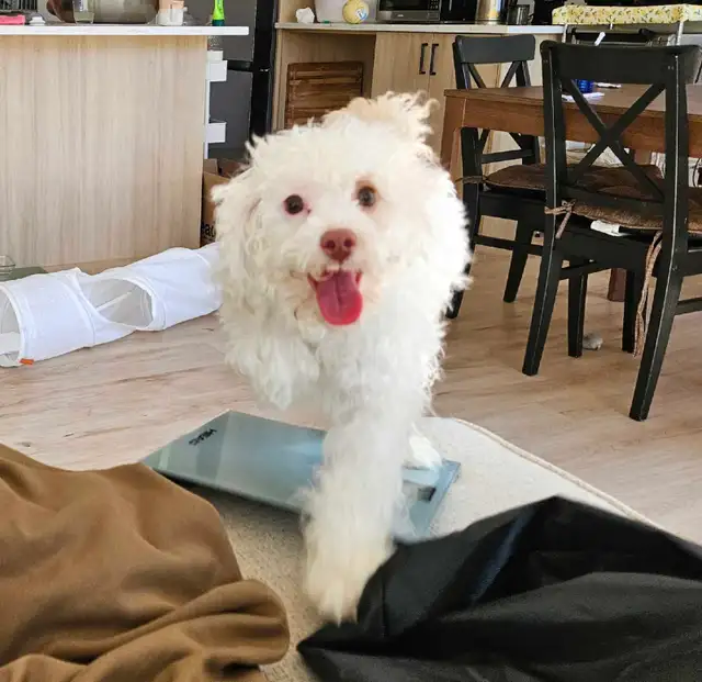Cockapoo | Dogs & Puppies for Rehoming | Edmonton | Free local ...
