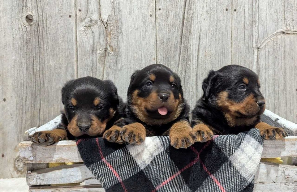 Purebred German Rottweiler | Dogs & Puppies for Rehoming | Kitchener ...